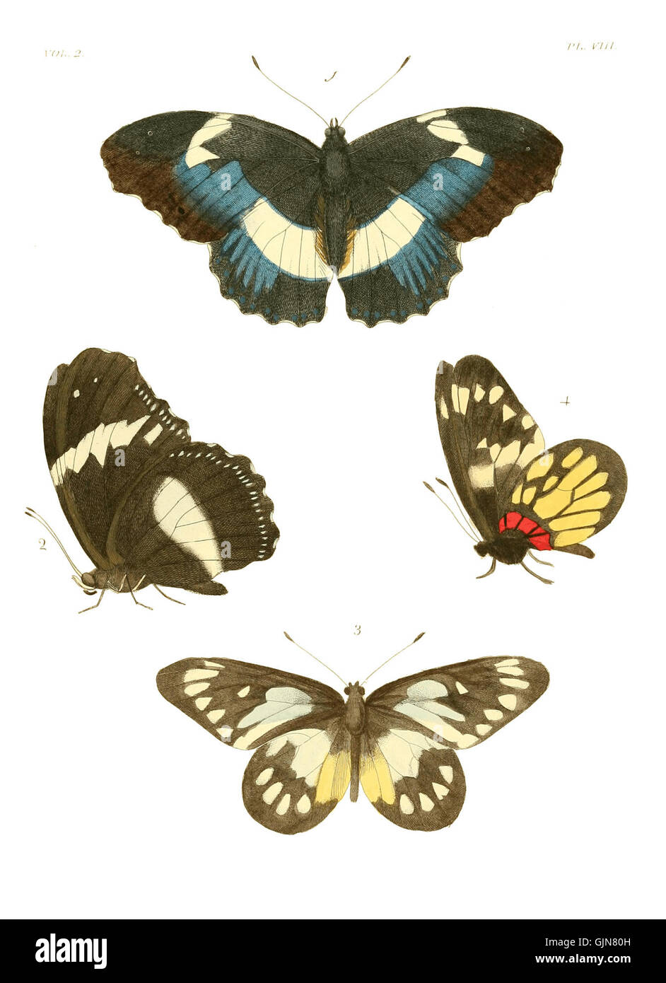 This illustration from the 'Exotic Entomology' series focuses on unique ...