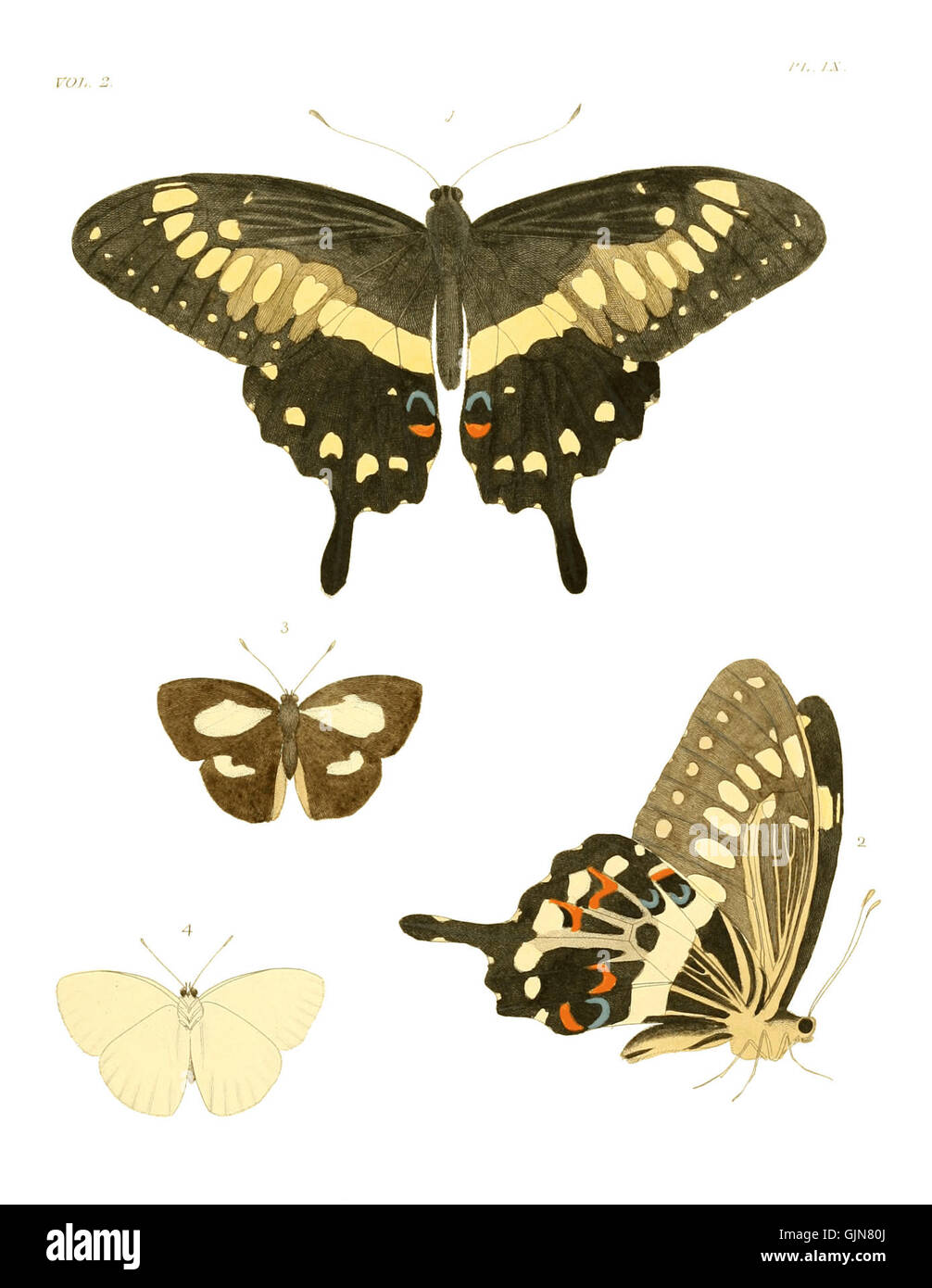 This illustration from 'Exotic Entomology II' showcases a detailed ...