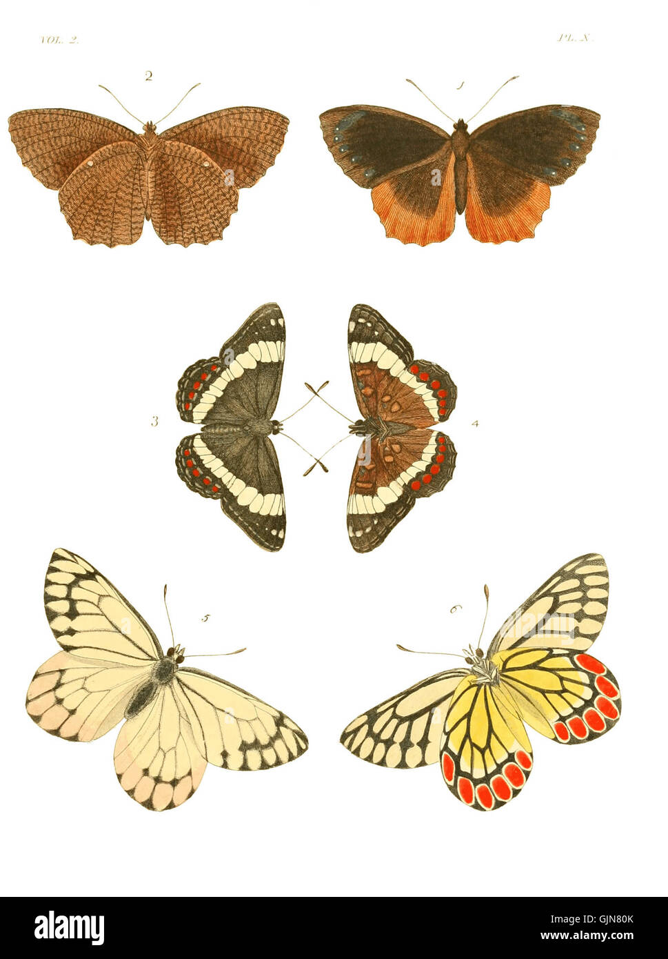 This illustration from 'Exotic Entomology' Volume II depicts various ...