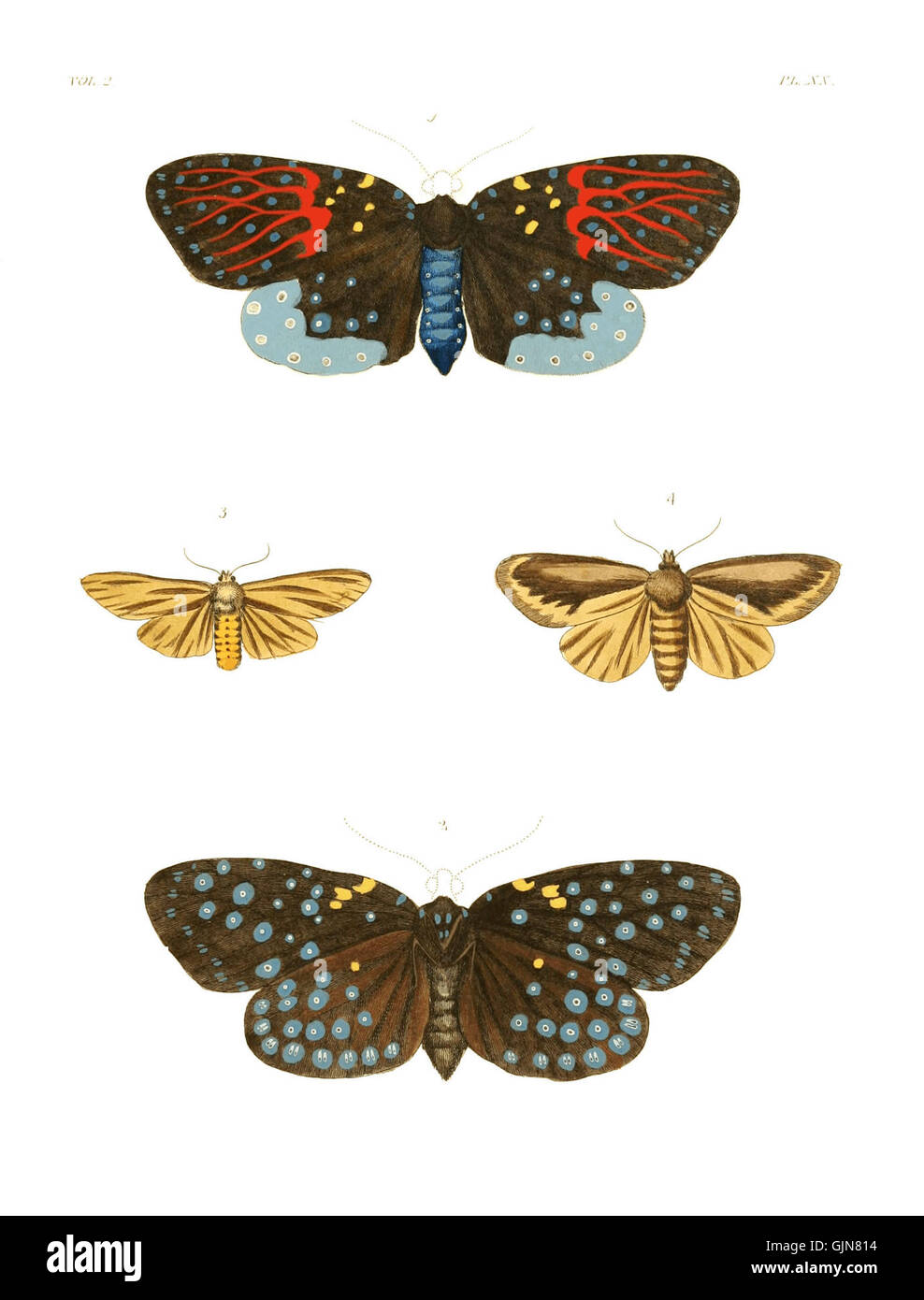 'Illustrations of Exotic Entomology II' is a scientific work depicting ...