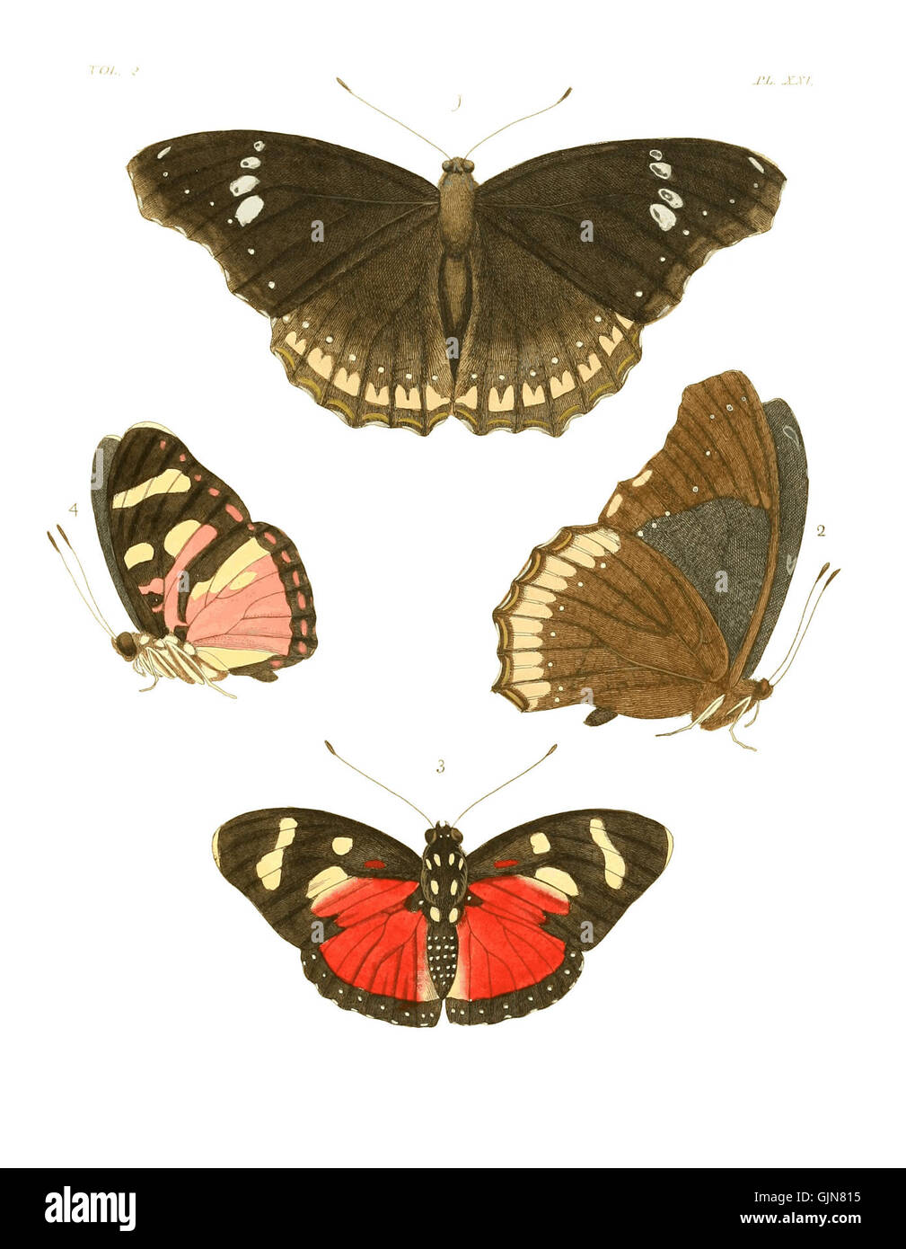 This plate from *Illustrations of Exotic Entomology II* features ...