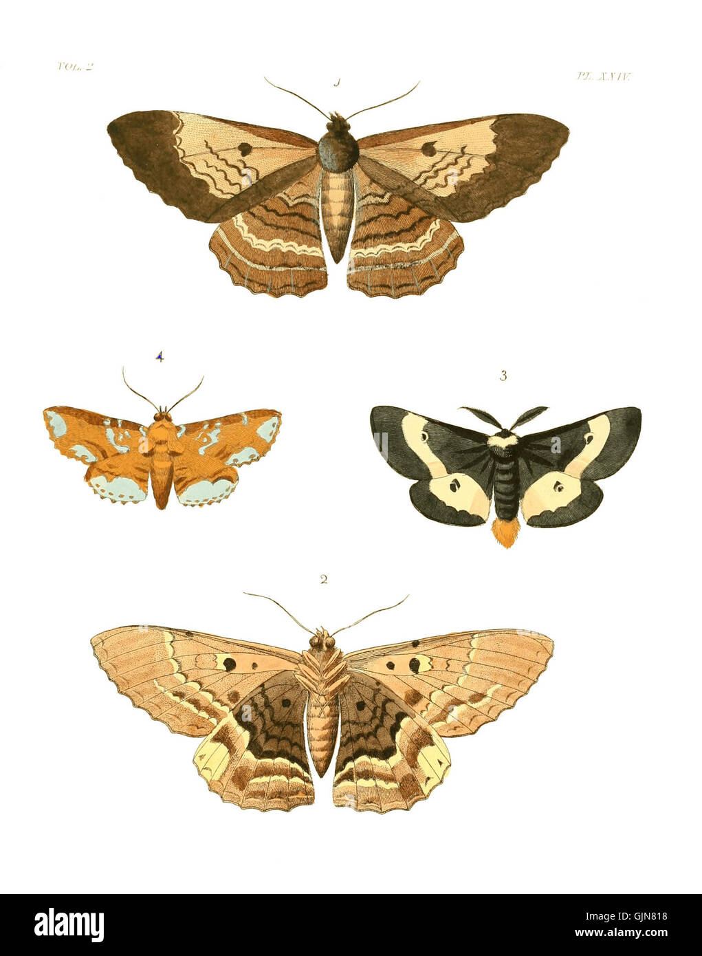 This illustration from 'Exotic Entomology II' showcases a specific ...