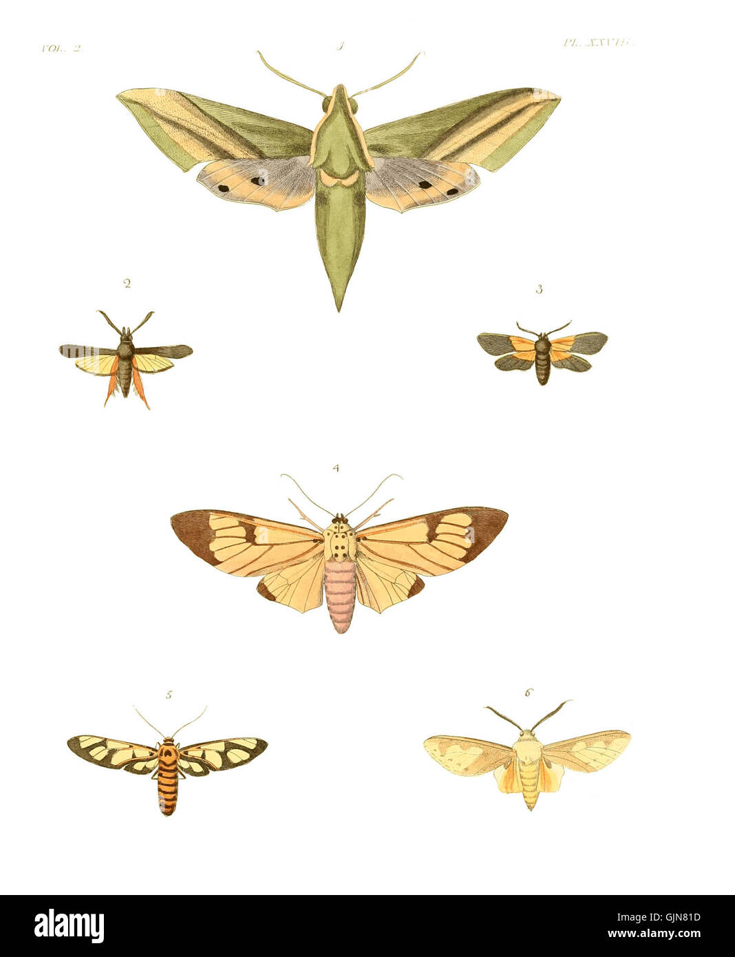A plate from 'Illustrations of Exotic Entomology II,' depicting various ...