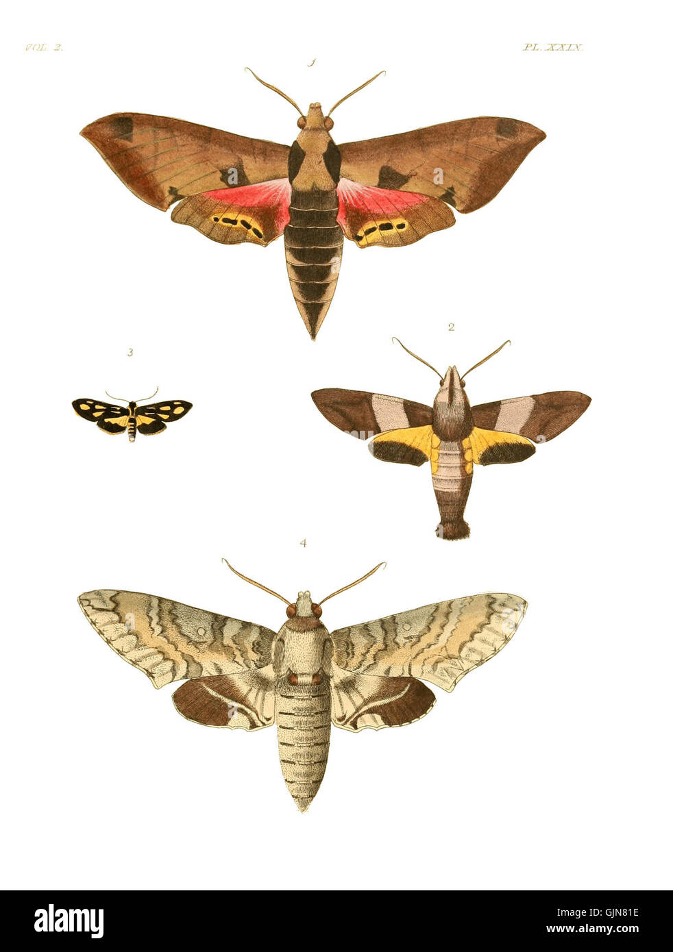 An illustration from 'Exotic Entomology II', showcasing detailed ...