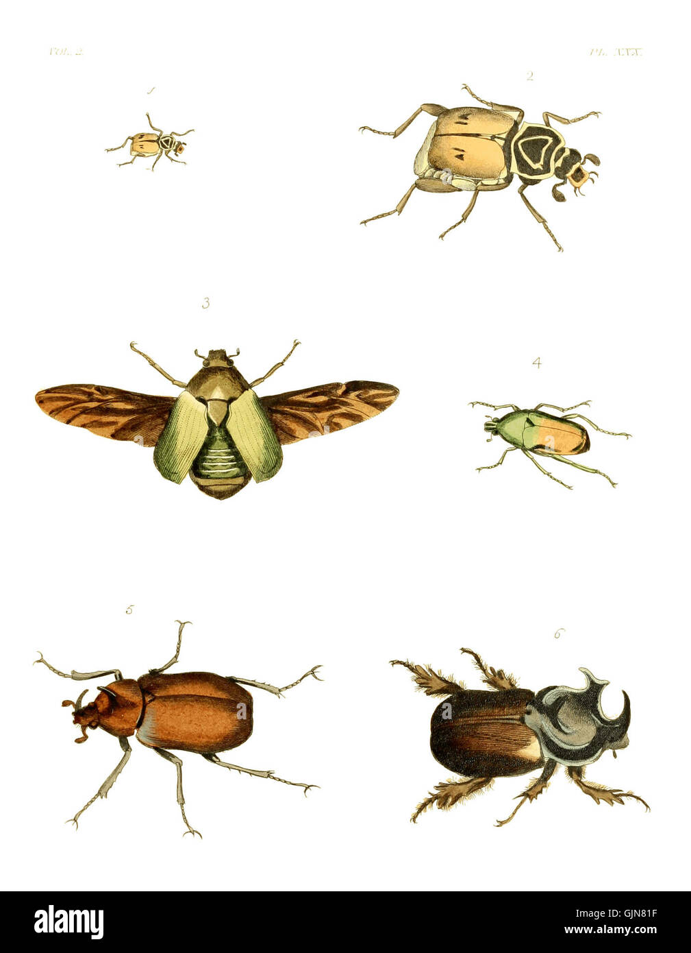 This entry from 'Exotic Entomology II' showcases further illustrations ...