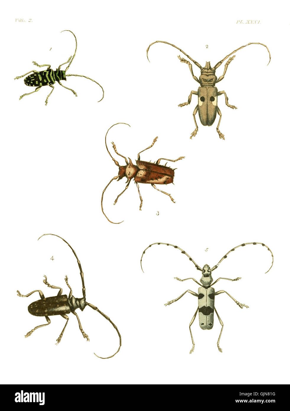 Series of detailed depictions of various species of insects hi-res ...