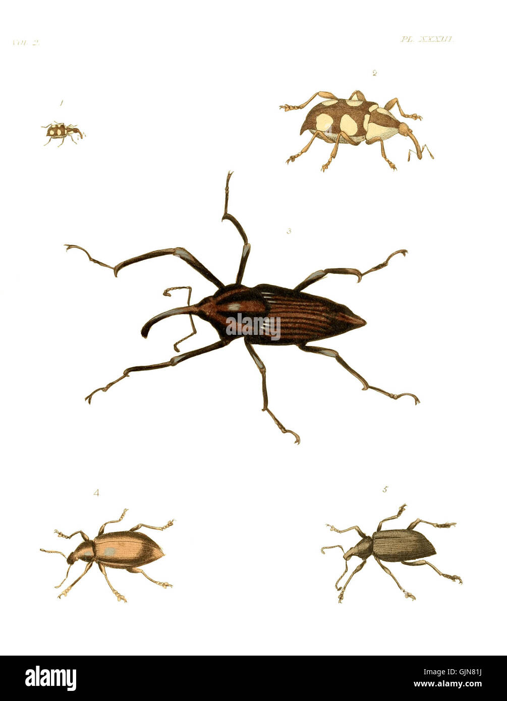 This illustration from 'Exotic Entomology II' features a detailed ...