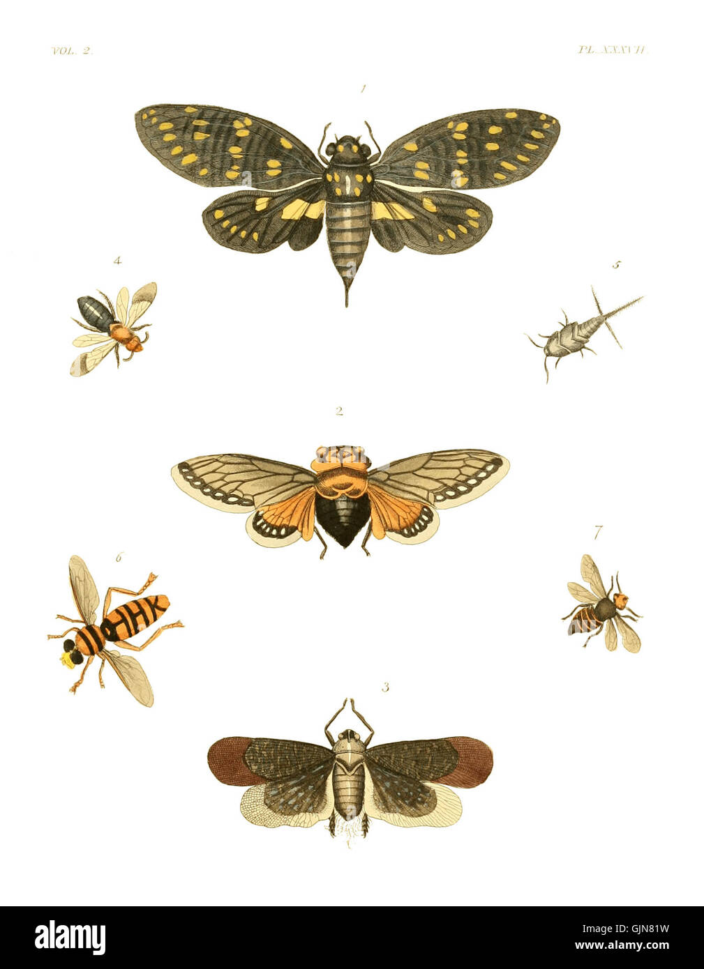 This illustration, titled 'Illustrations of Exotic Entomology II, Plate ...