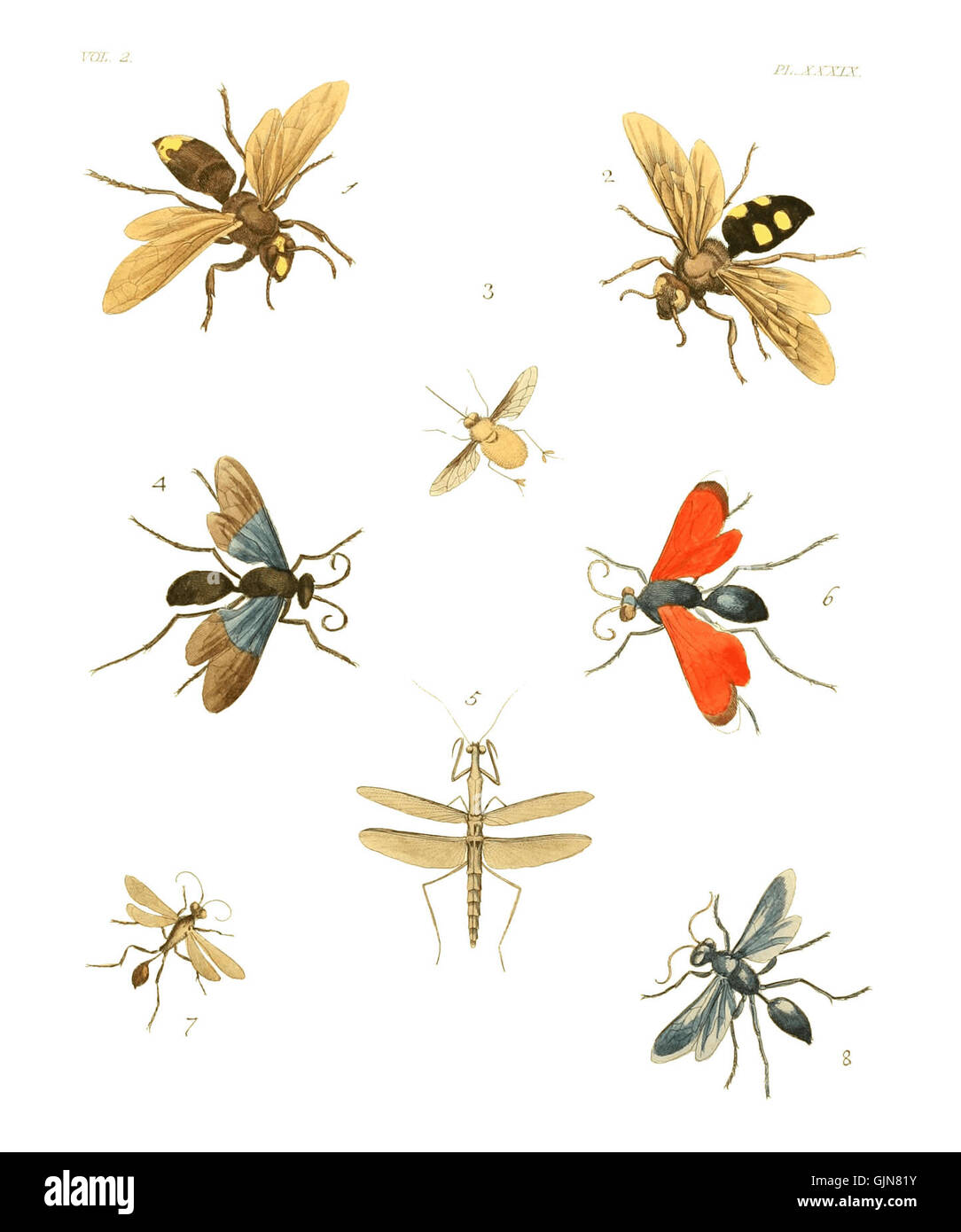 An illustration from 'Illustrations of Exotic Entomology,' Volume II ...