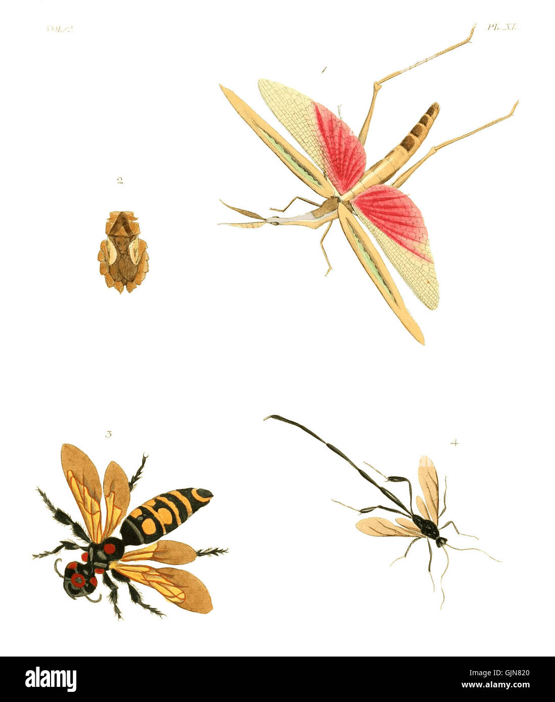 Series of detailed depictions of various species of insects hi-res ...