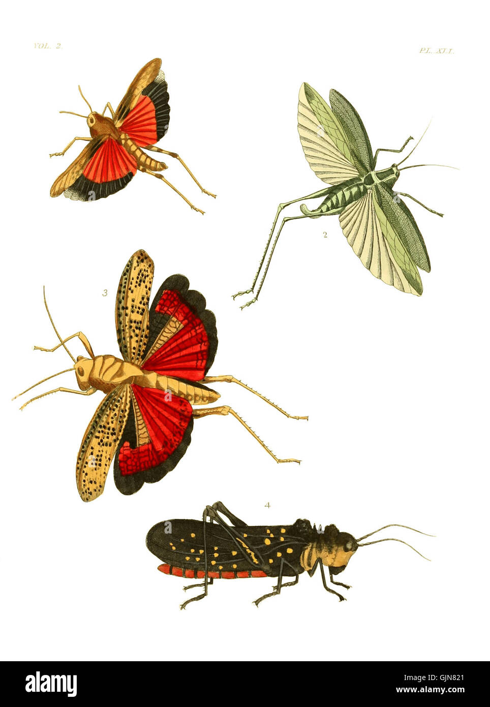 An illustration from *Illustrations of Exotic Entomology II ...