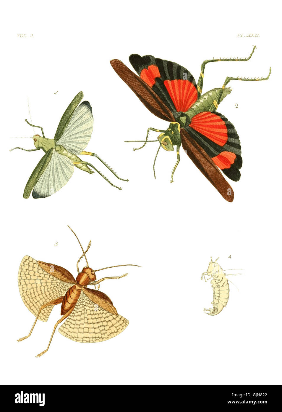 A detailed collection of illustrations depicting exotic insects ...