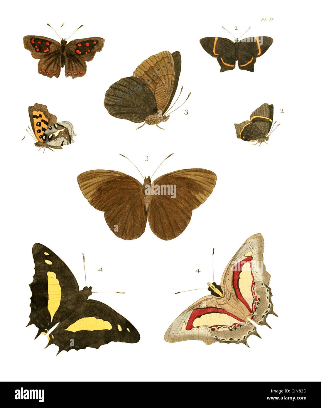 A collection of illustrations depicting exotic insects, showcasing the ...