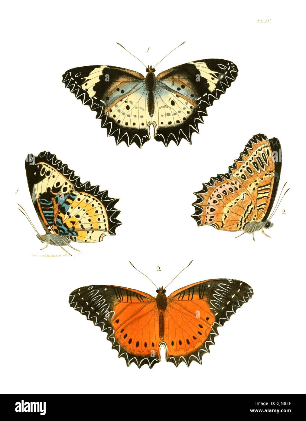 This illustration from the 'Exotic Entomology' series depicts various ...