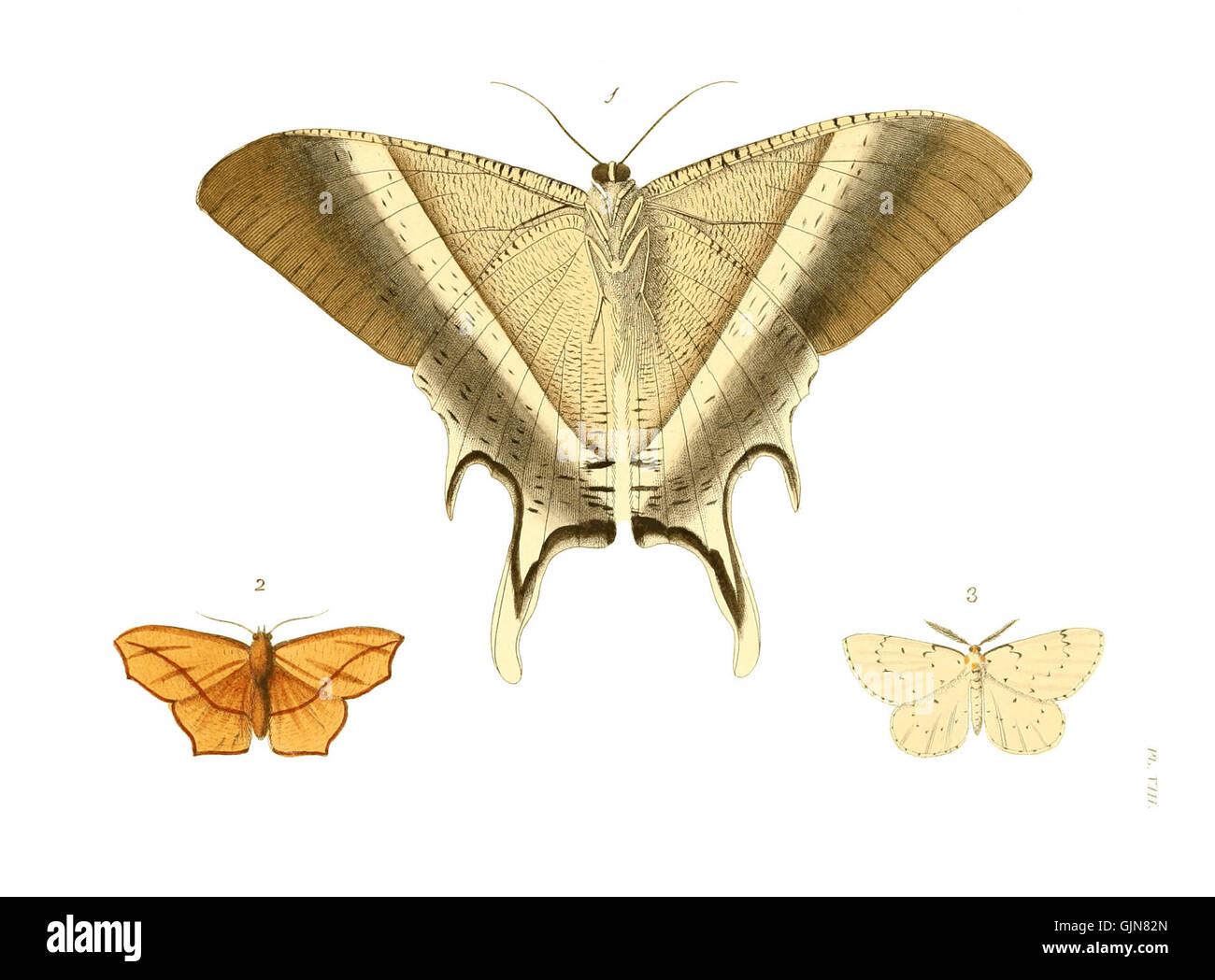 This plate (0870) from *Illustrations of Exotic Entomology* showcases ...