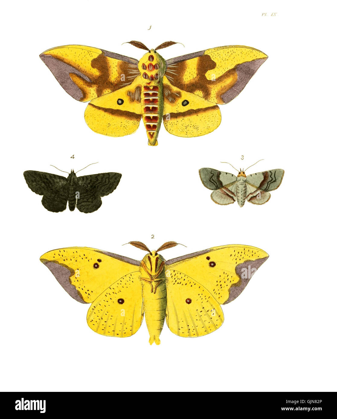 This plate from 'Illustrations of Exotic Entomology I' features a ...