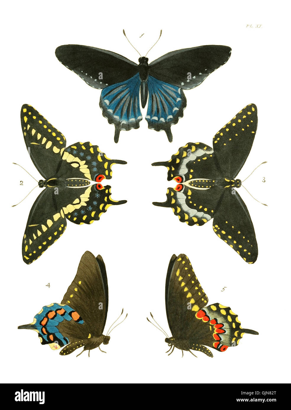 A plate from 'Illustrations of Exotic Entomology', focusing on the ...