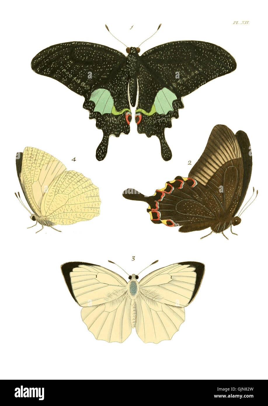 'Illustrations of Exotic Entomology I' is a publication featuring ...