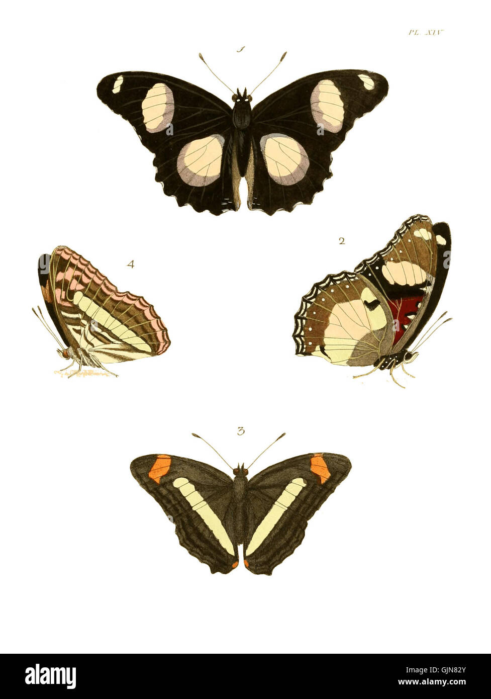 This plate from 'Illustrations of Exotic Entomology' features a ...