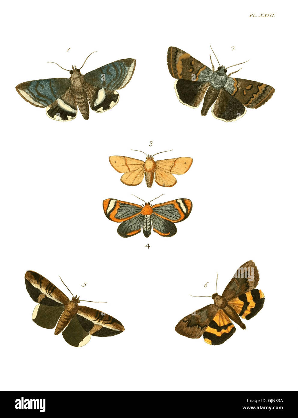 'Illustrations of Exotic Entomology I 23' presents a detailed depiction ...