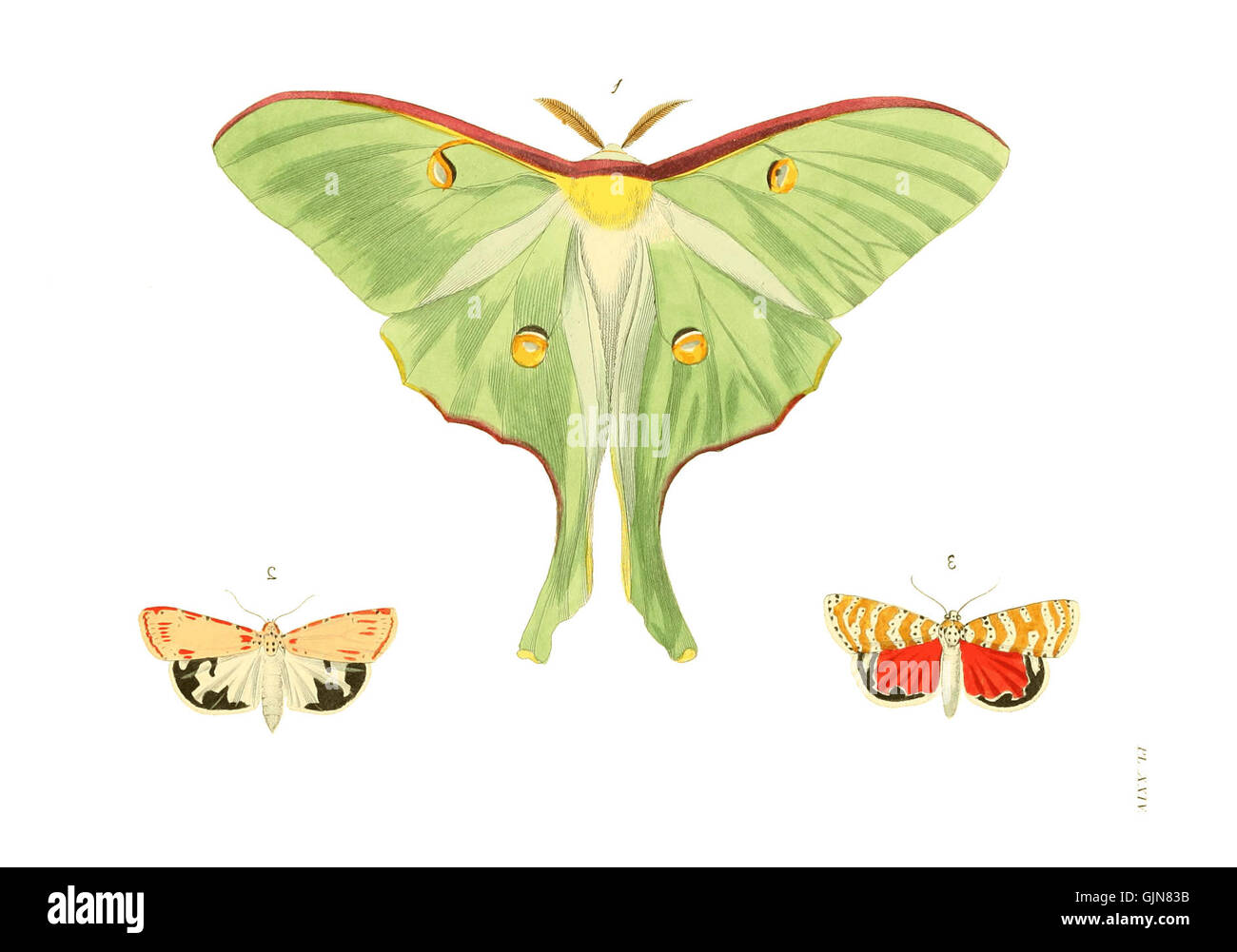 Featuring detailed studies Cut Out Stock Images & Pictures - Alamy