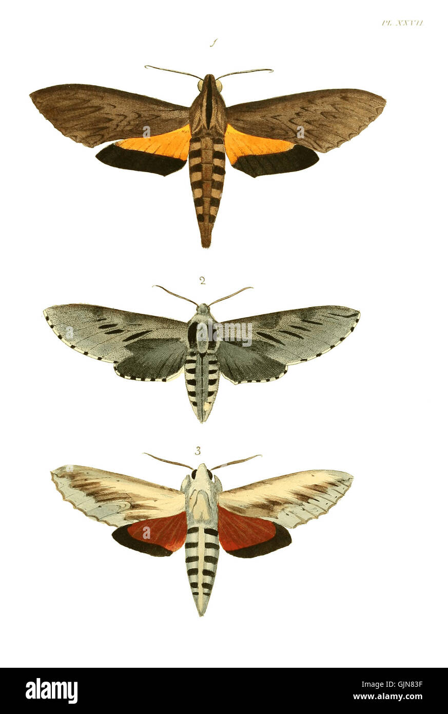 Plate 27 from *Illustrations of Exotic Entomology*, featuring detailed ...