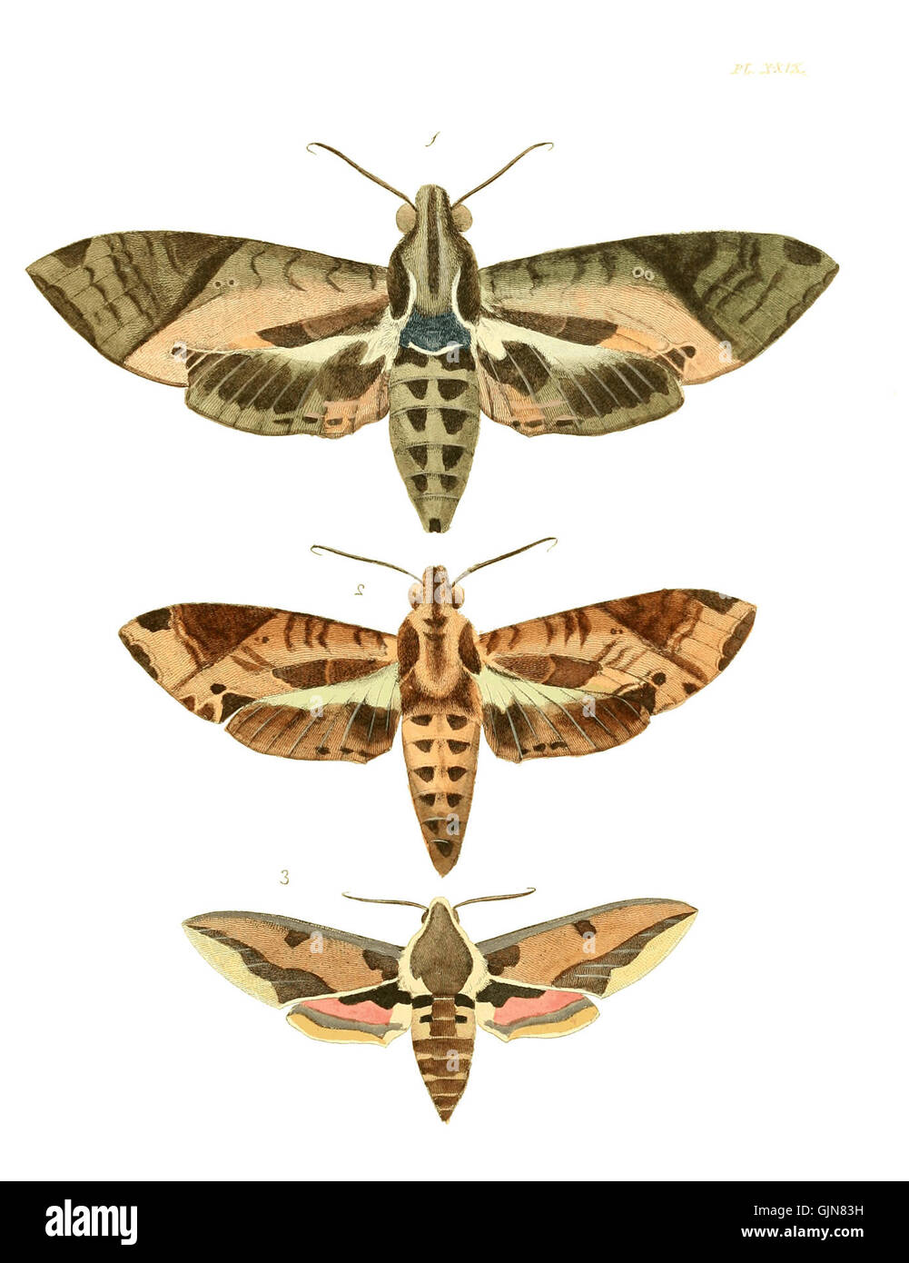 This illustration is from 'Illustrations of Exotic Entomology,' Volume ...