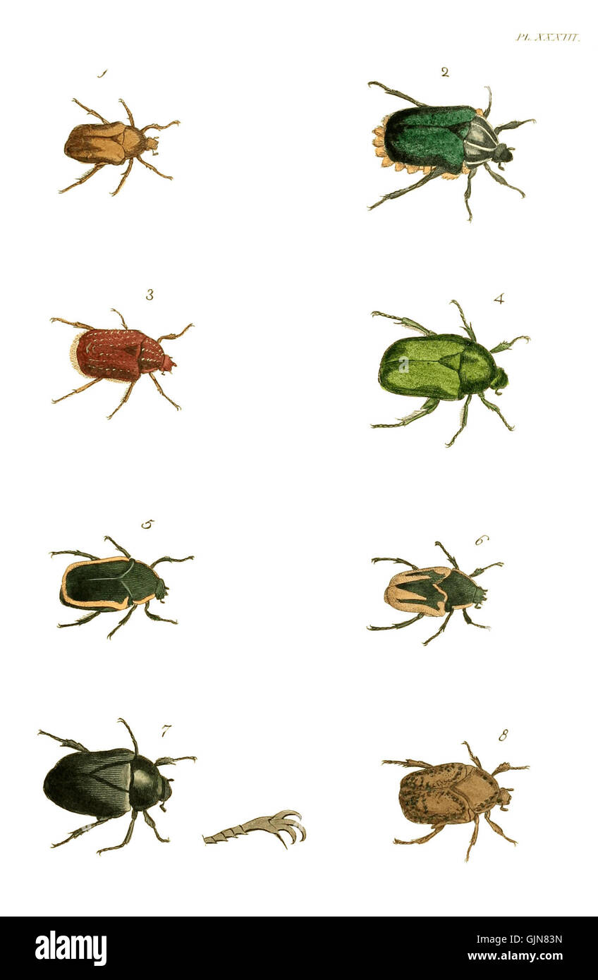 This illustration from 'Exotic Entomology' showcases detailed ...
