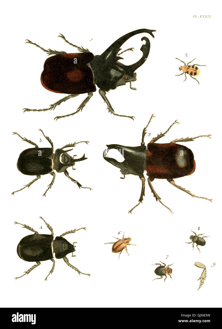 A section from 'Illustrations of Exotic Entomology' showcasing detailed ...