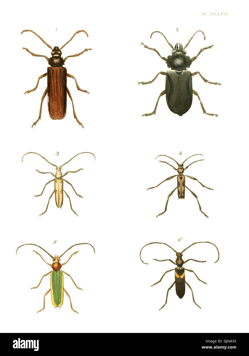 'Illustrations of Exotic Entomology I' Plate 37 showcases a detailed ...