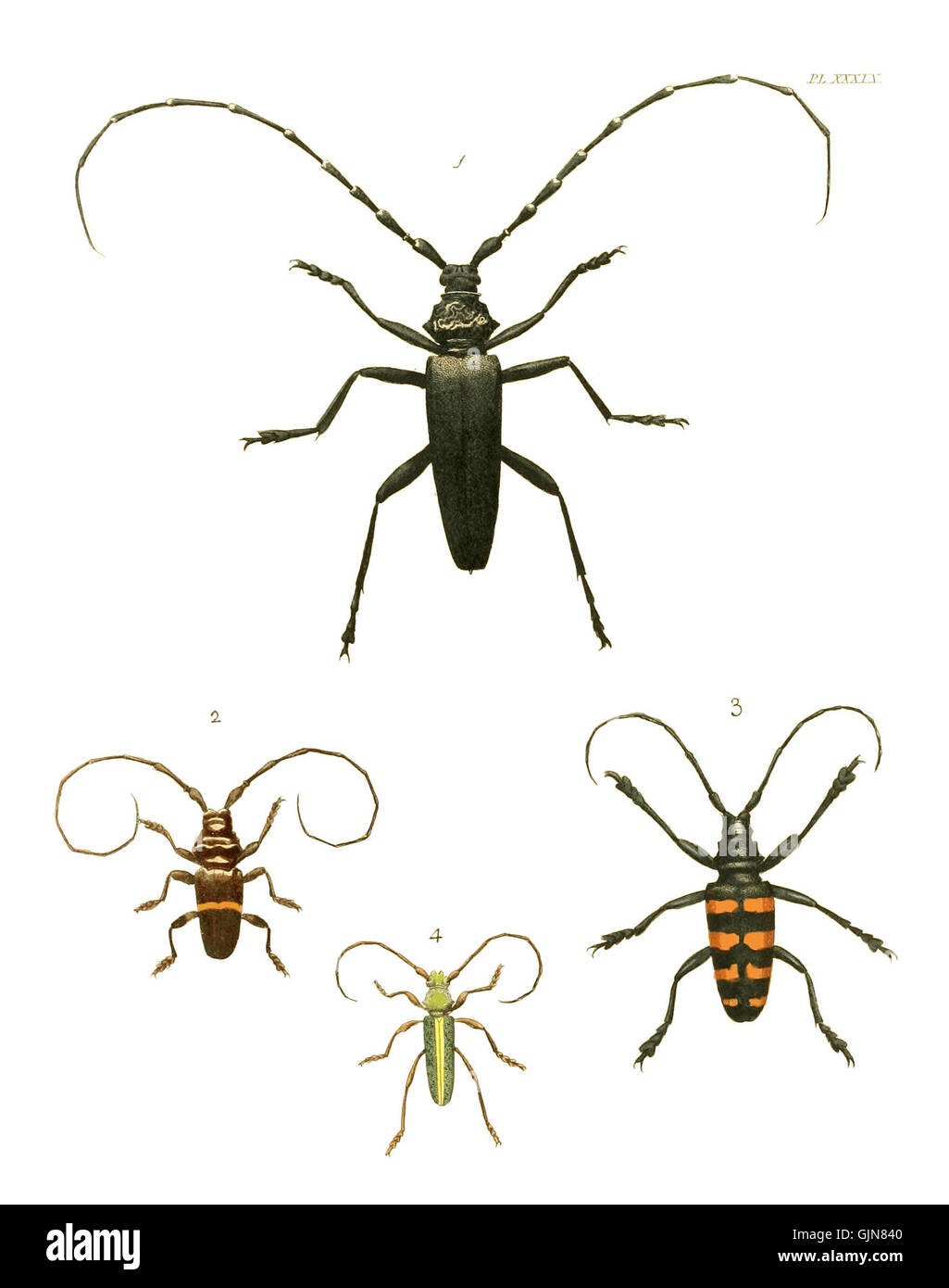 This illustration is from 'Exotic Entomology' Volume I, showcasing ...