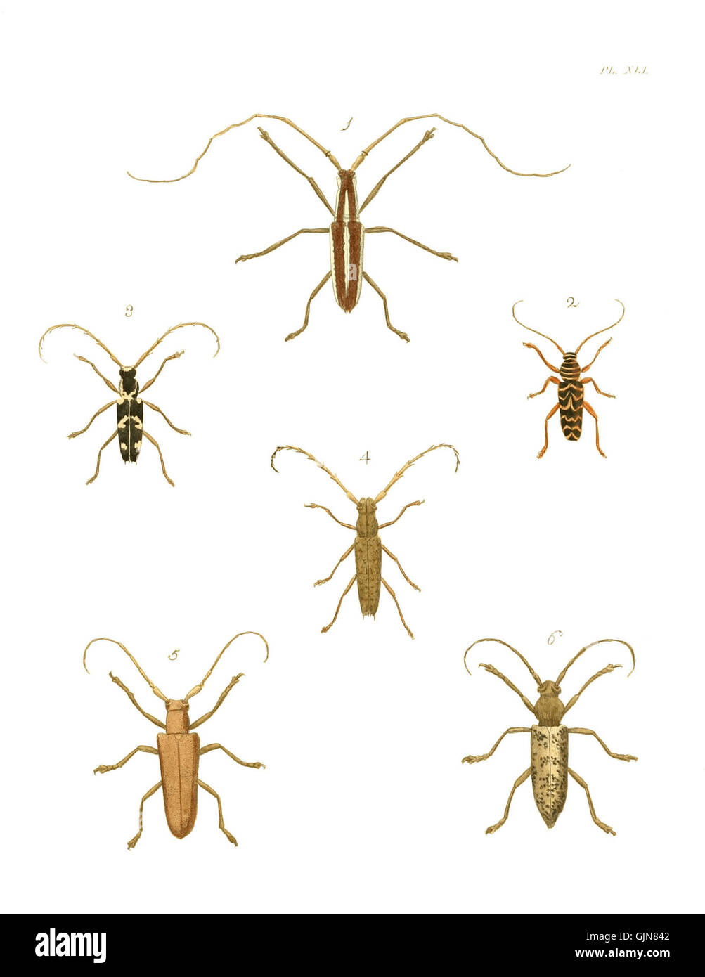 This plate from 'Illustrations of Exotic Entomology' showcases the ...