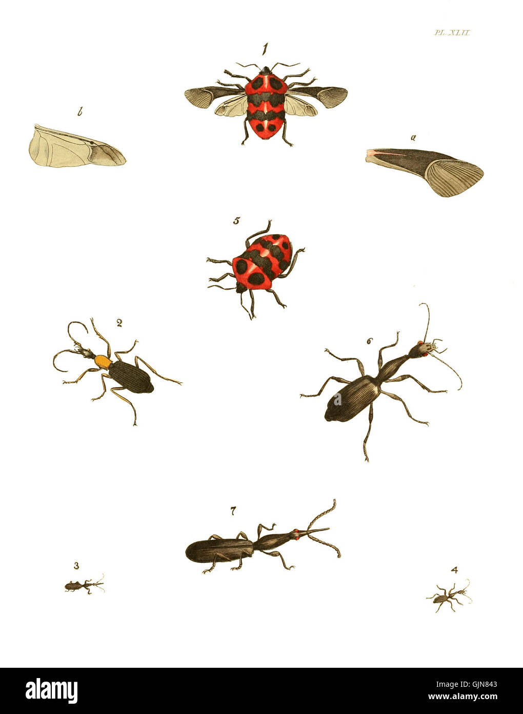 Illustrations of Exotic Entomology I 42 Stock Photo - Alamy