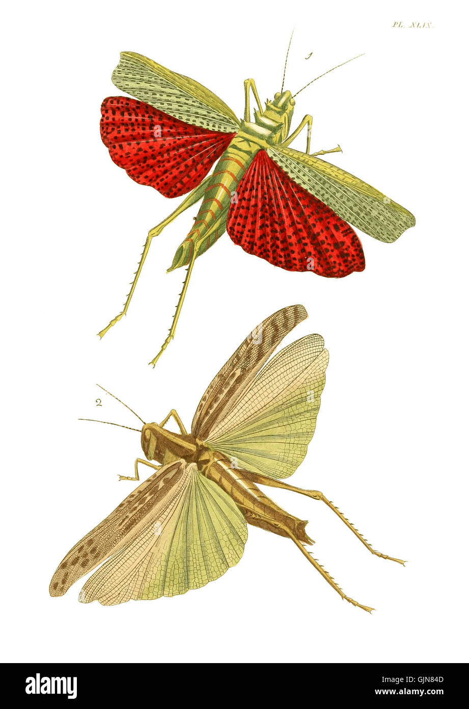 Illustrations of Exotic Entomology I 49 Stock Photo - Alamy