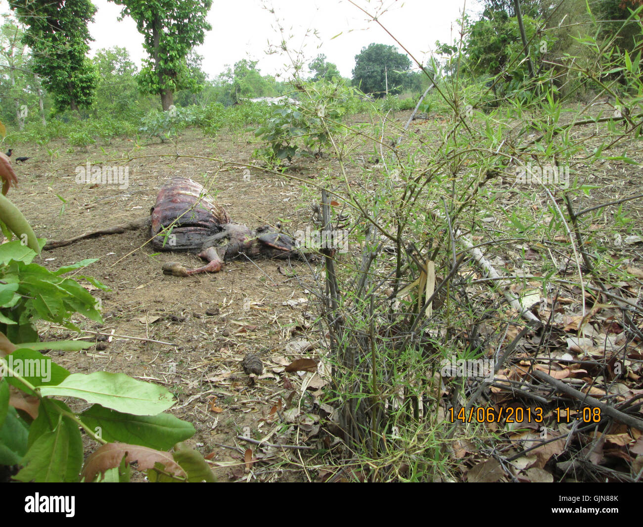 Tiger kill hi-res stock photography and images - Alamy