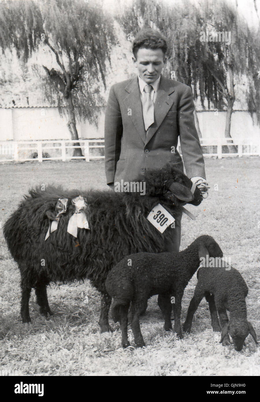 This image depicts a group of Karakul sheep in Bolivia, showing the ...