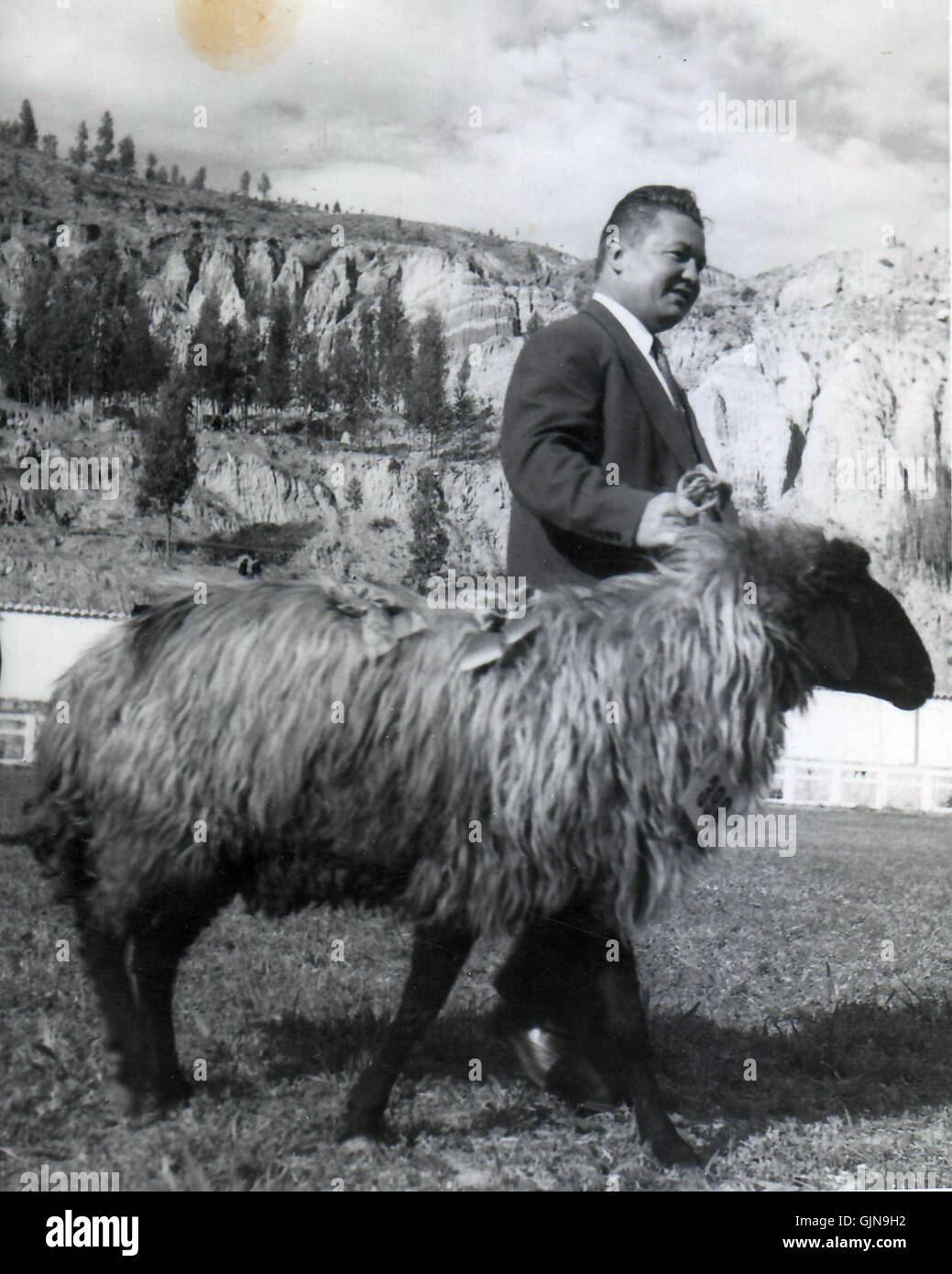 Karakul sheep, an ancient breed known for its wool, are depicted here ...