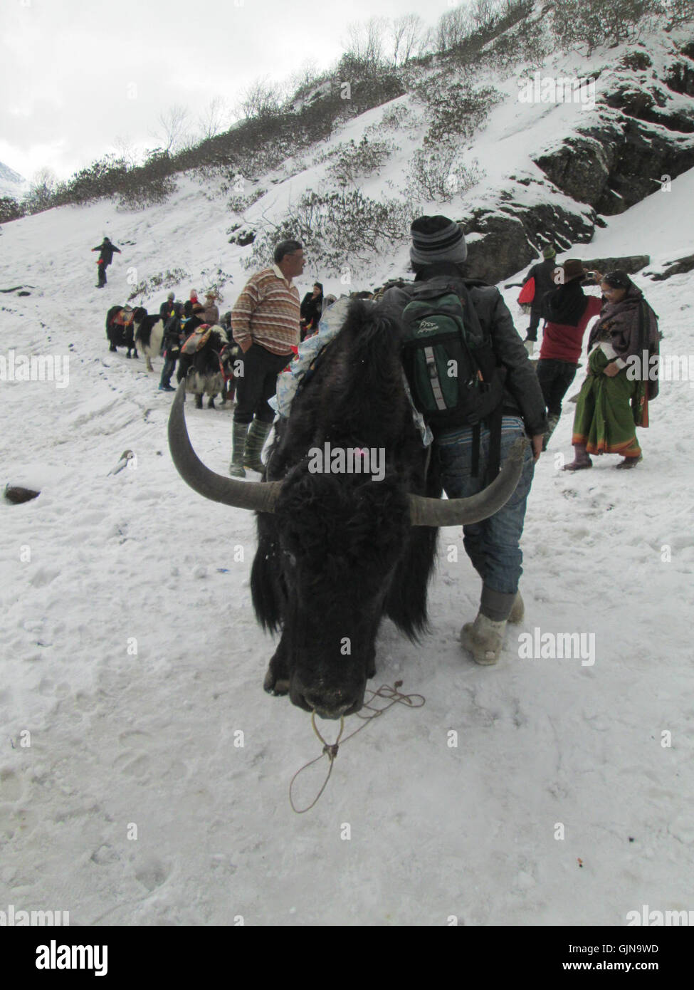 This image captures a popular tourist activity, 'Yak Rides' at Tsomgo ...