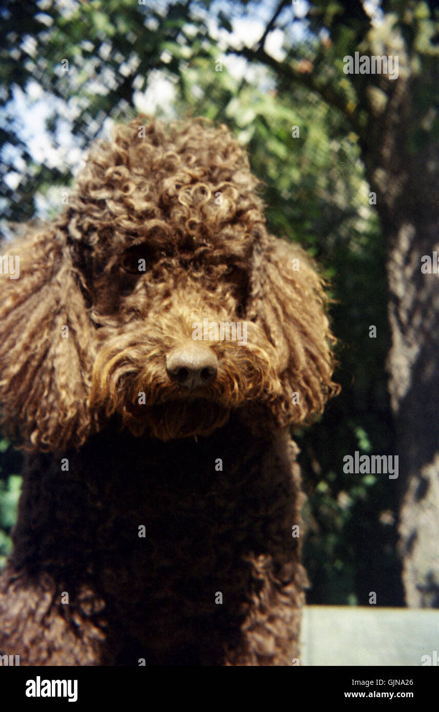 Koenigspudel hi-res stock photography and images - Alamy