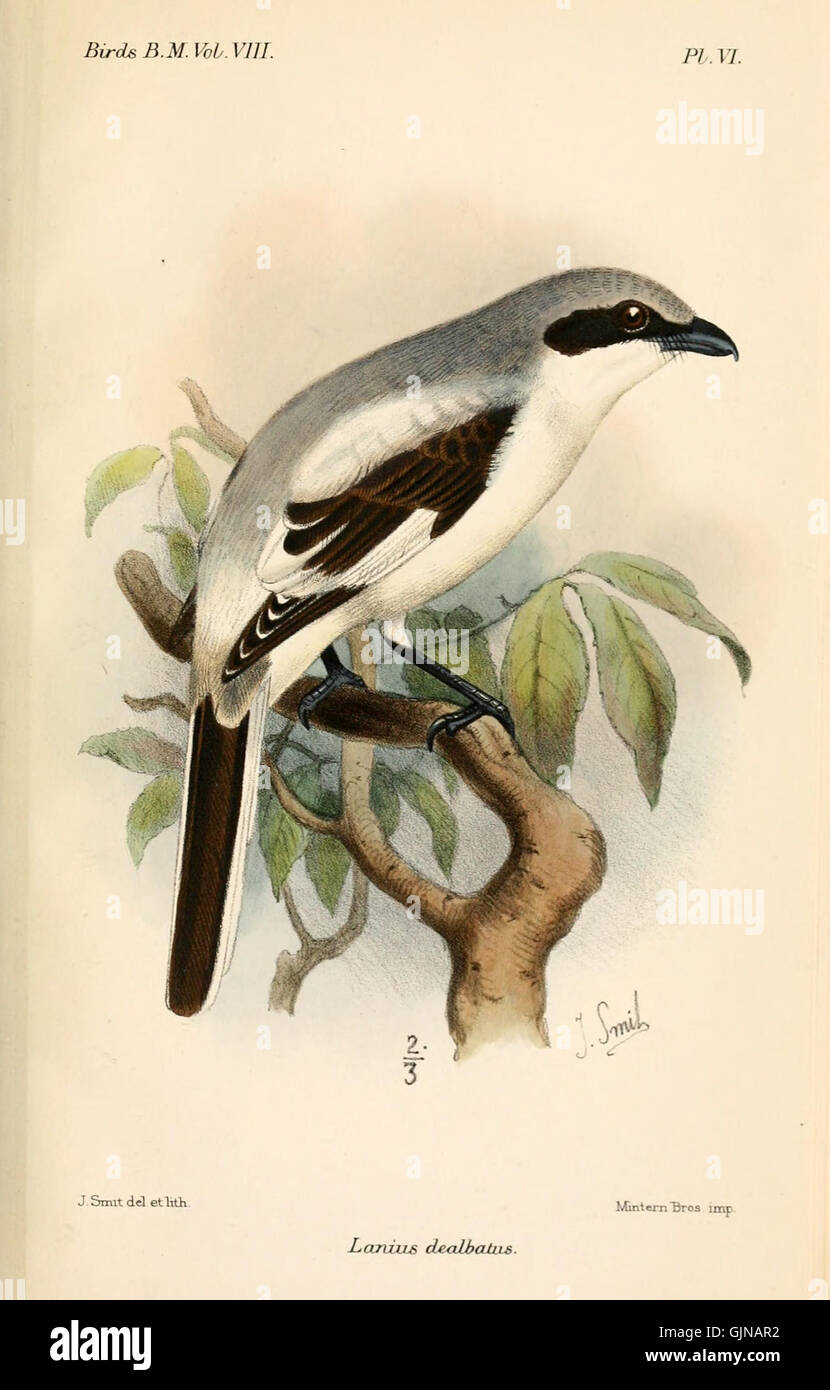 An illustration of Lanius dealbatus, commonly known as the Brown Shrike ...