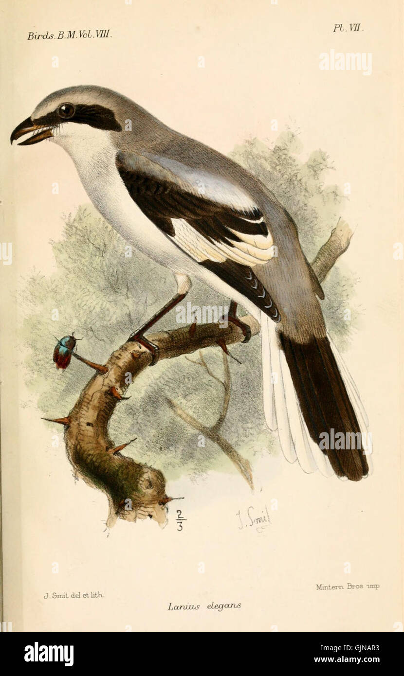 Lanius elegans, commonly known as the Elegant Shrike, is a bird species ...
