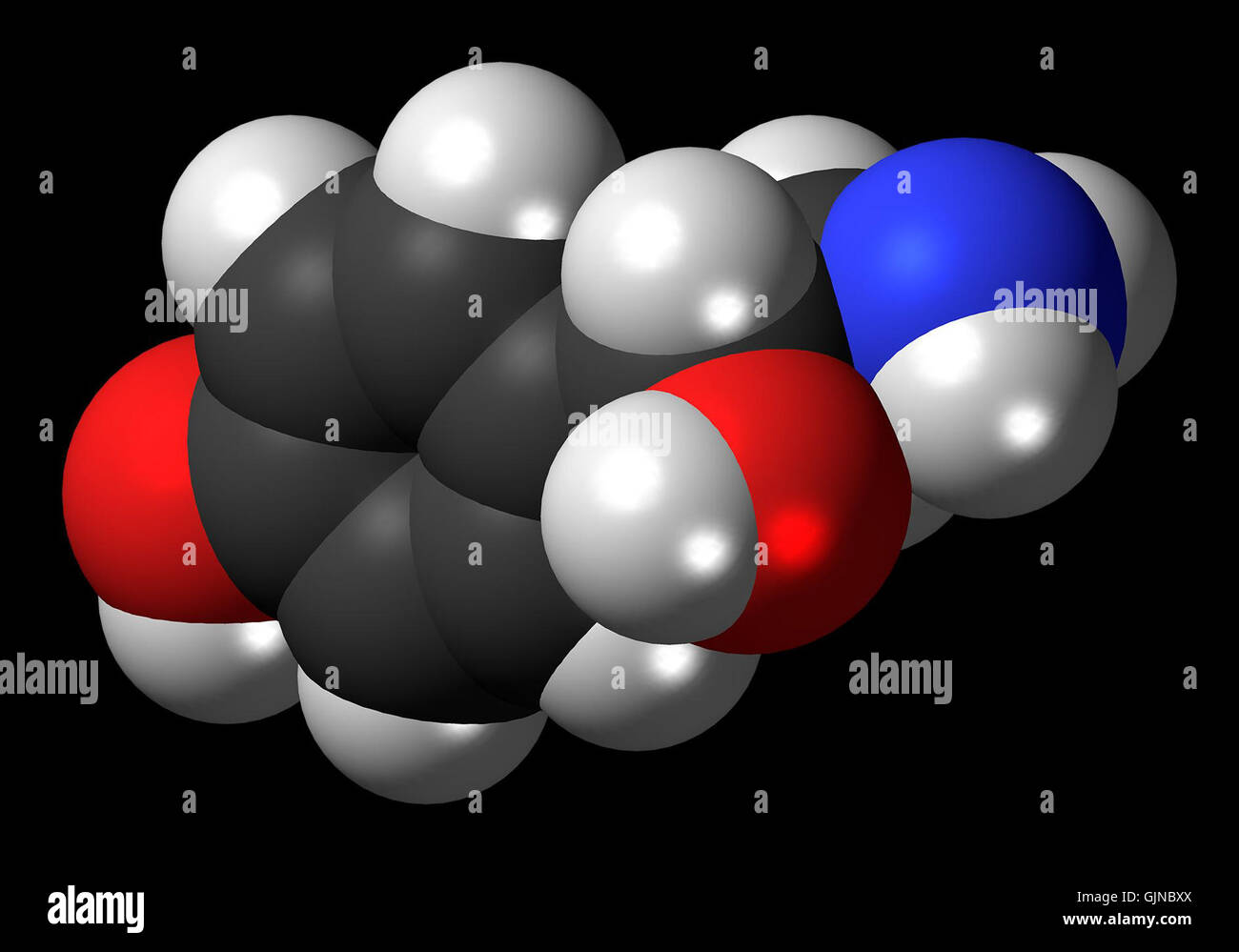 A space-filling model of the octopamine molecule, visually representing ...