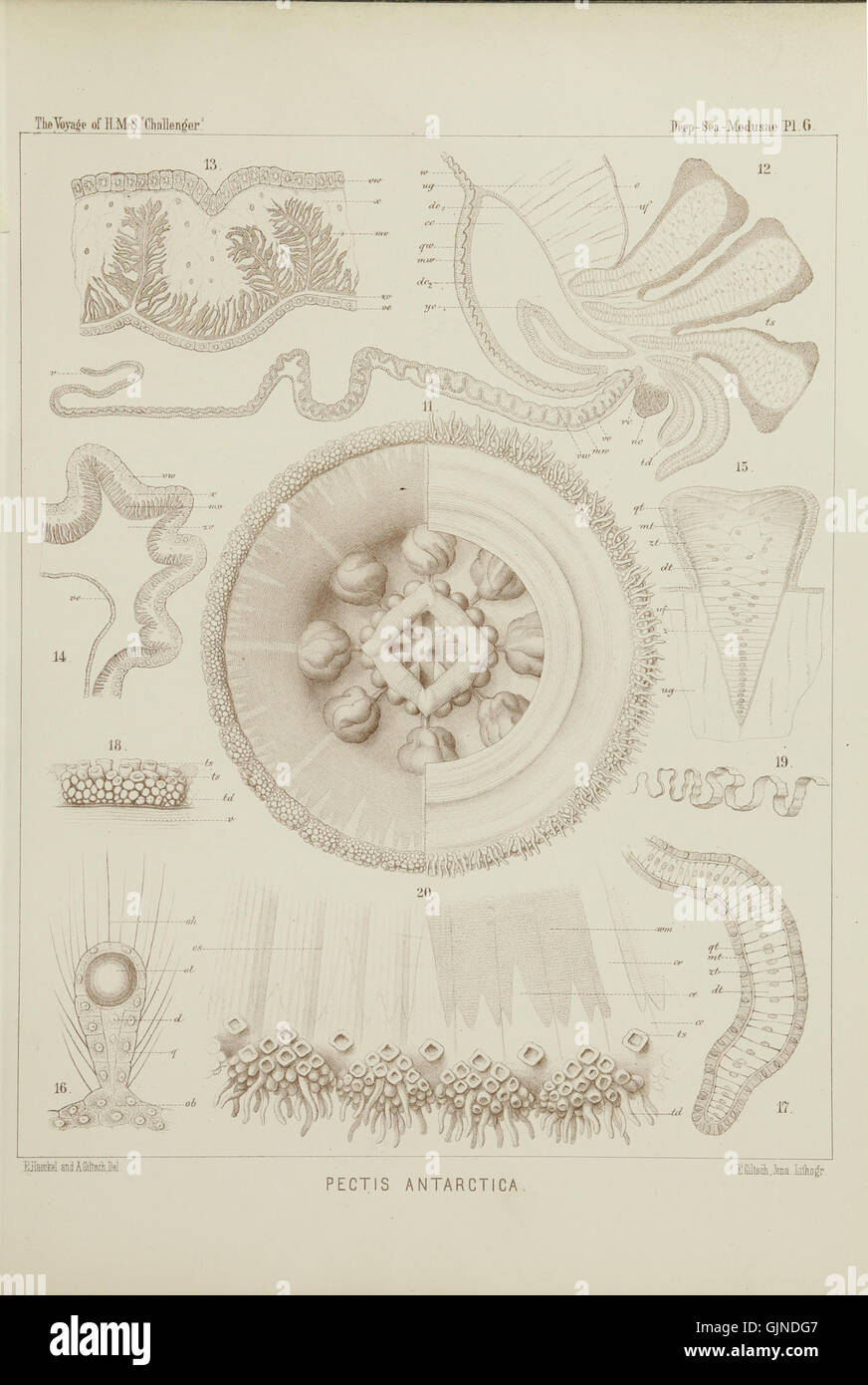 The Medusae Plate 0648185 is an antique plate depicting the mythical ...