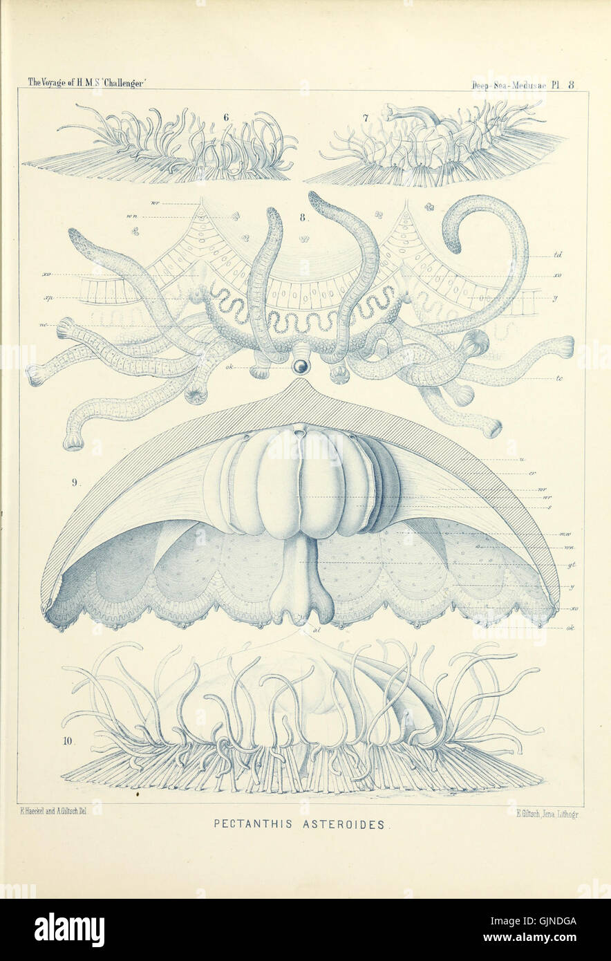 This artwork features a depiction of medusae, showcasing the delicate ...
