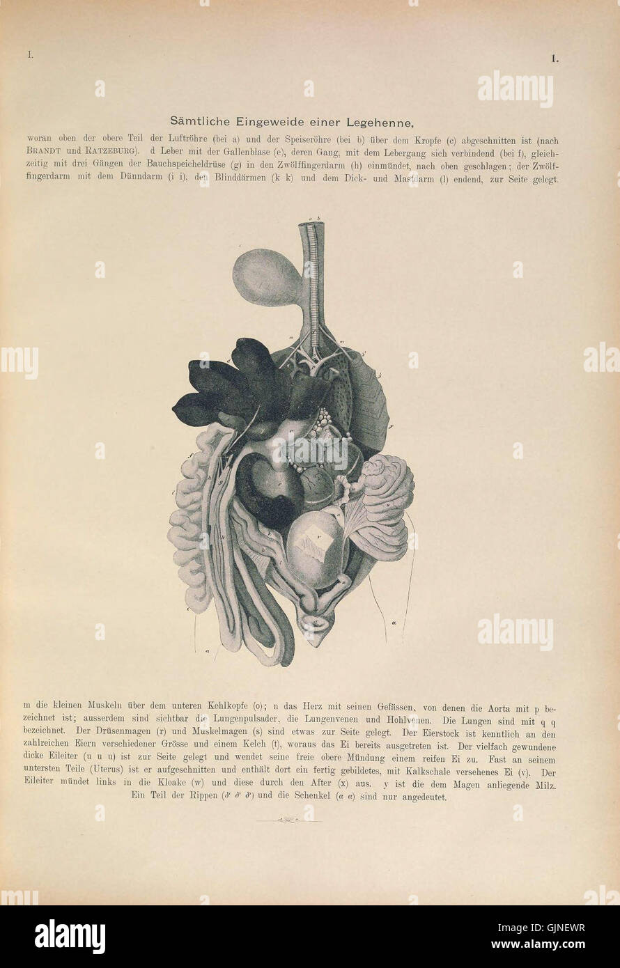 'Naumann (I. 1) (6008725514)' refers to a specific item cataloged under Naumann, possibly a ...