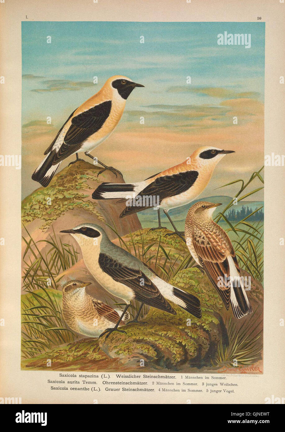 This reference likely pertains to a specific work or artifact cataloged by Naumann, possibly ...