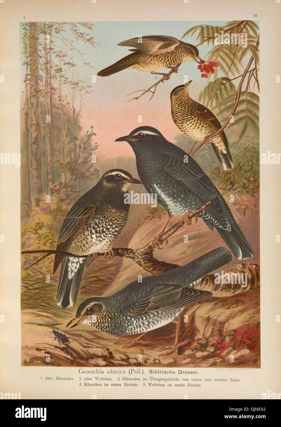 Collection naumann hi-res stock photography and images - Alamy