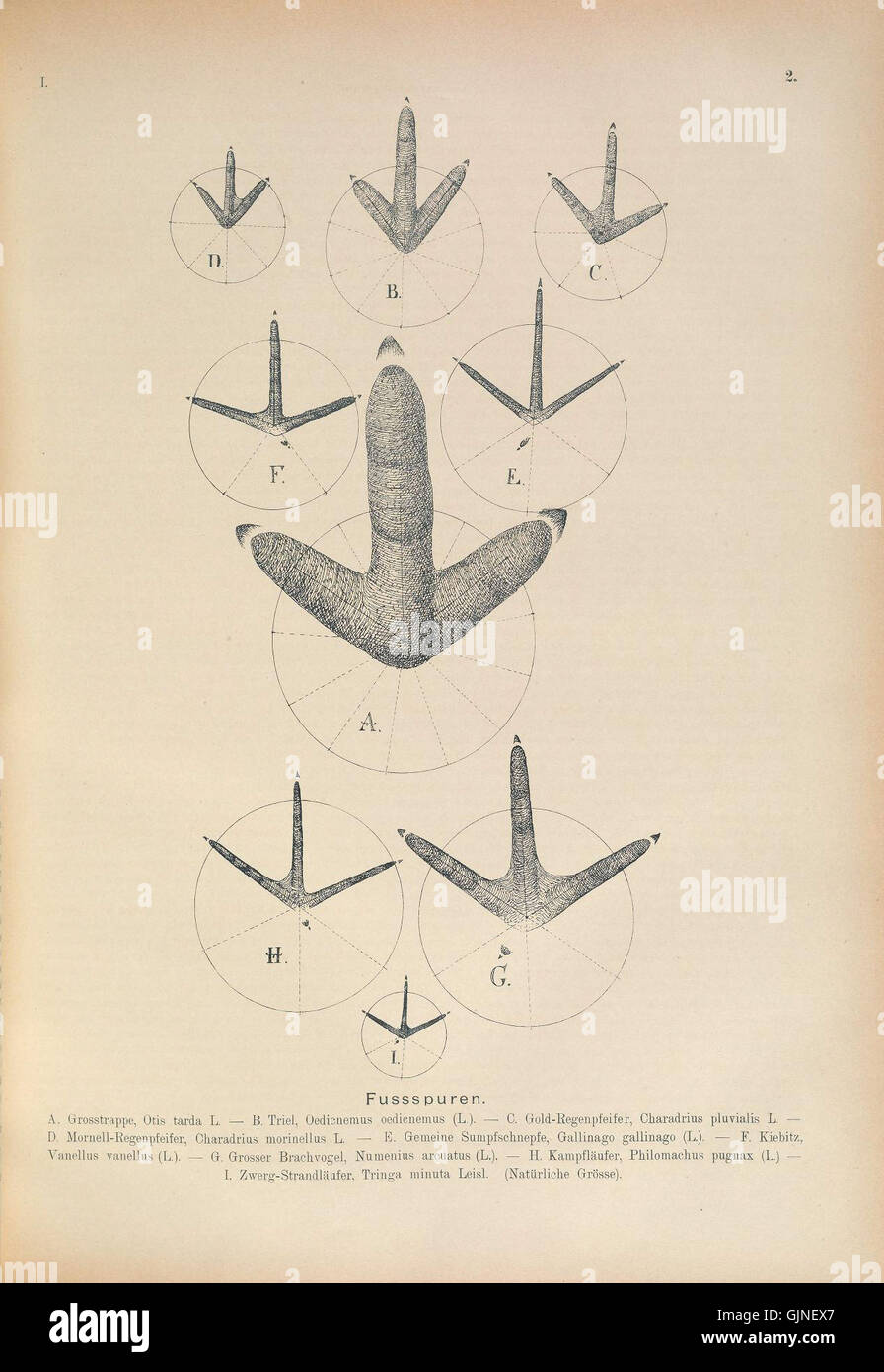 This entry refers to a work by Naumann, identified by the number ...