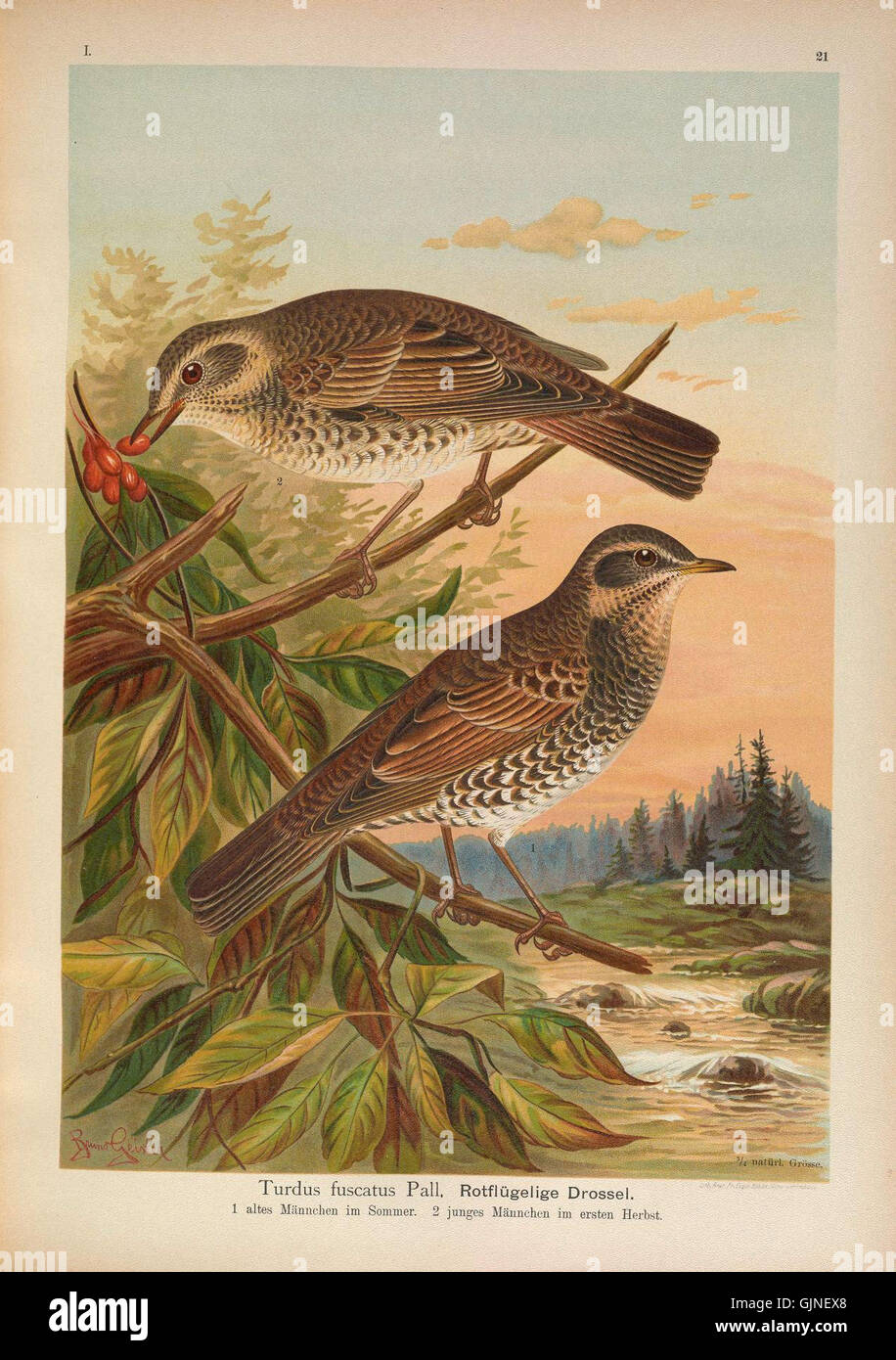 This reference likely pertains to a work by Naumann, possibly in the ...