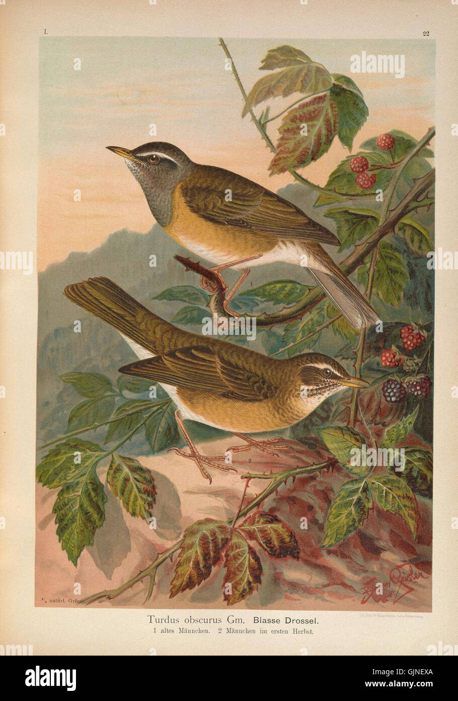 Collection naumann hi-res stock photography and images - Alamy